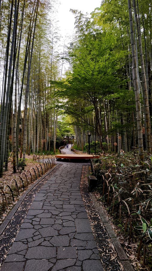 Izu, Japan - May 18, 2024. Road in Bamboo Forest Editorial Photography - Image of exotic ...