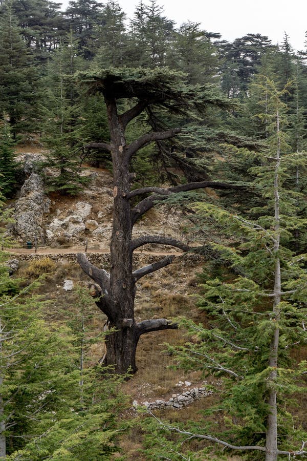 Alte Zedernwaldung Im Libanon, Wie in Der Bibel Gemerkt Stockbild ...