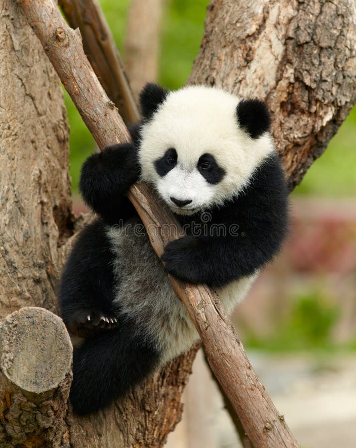 Jätte- panda arkivfoto. Bild av vila, panda, hotad, fara - 25764790