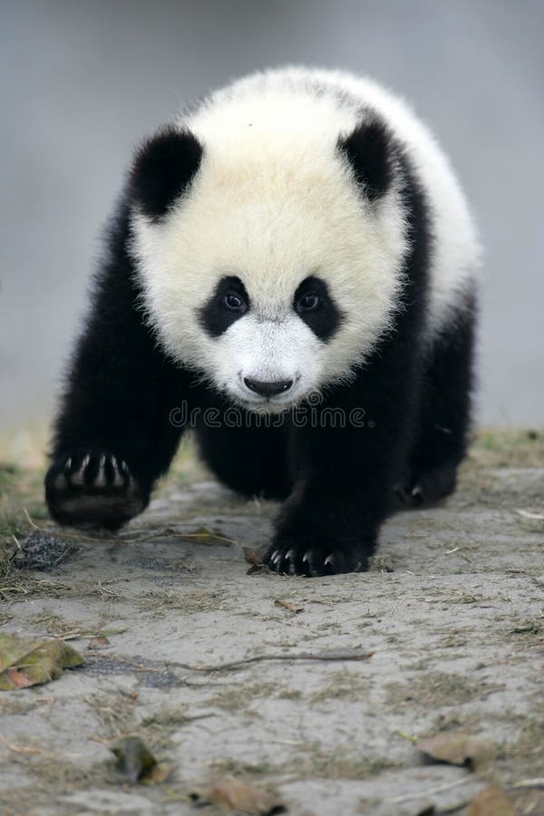 Jätte- panda fotografering för bildbyråer. Bild av pandabandor - 3718633