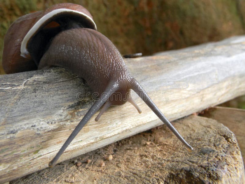 Jätte- snigel arkivfoto. Bild av horisontal, rörlig, skal - 35157460