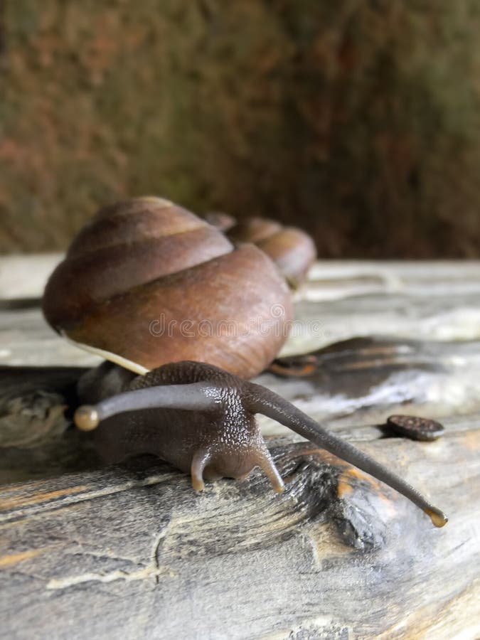 Jätte- snigel arkivfoto. Bild av makro, stort, afrika - 35157588