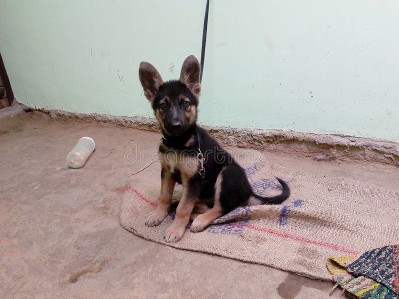 Jarman Dog Stock Photos - Free & Royalty-Free Stock Photos from Dreamstime