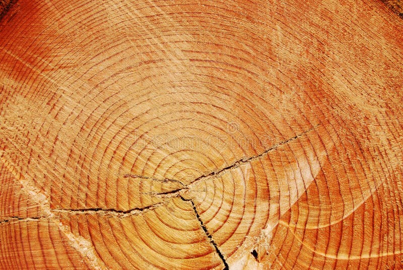 Omhoog Sluiten De Jaarringen Van De Boom Stock Afbeelding - Image of ...