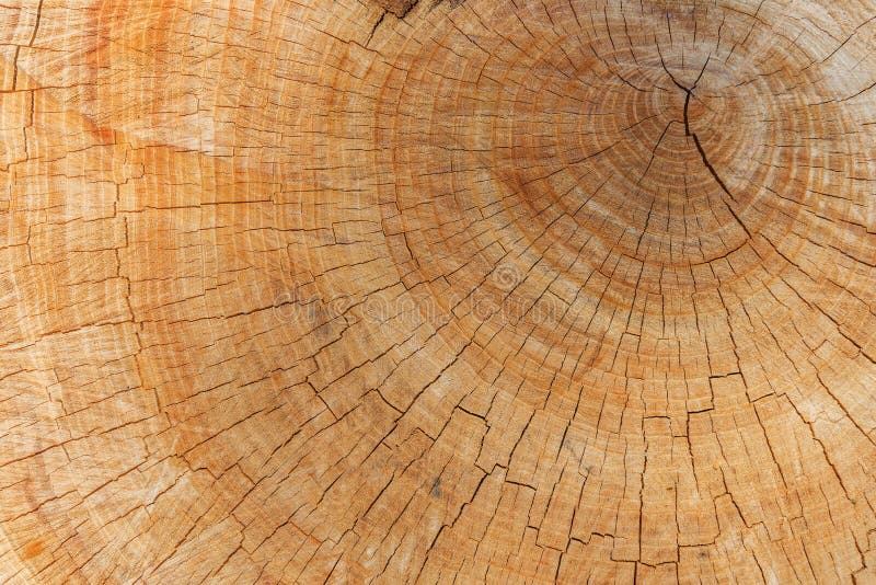 Jaarring op gesneden boom stock foto. Image of sectie - 91732620