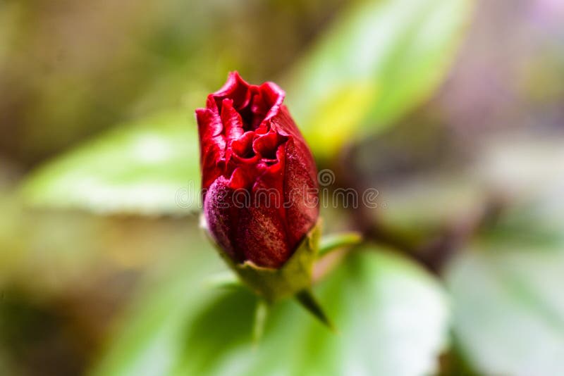 Jaba Also Known As Hibiscus Flower Buds Stock Image - Image of buds ...