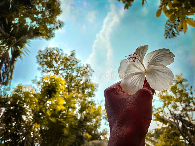 Jaba flower stock photo. Image of petal, produce, leaf - 267753354