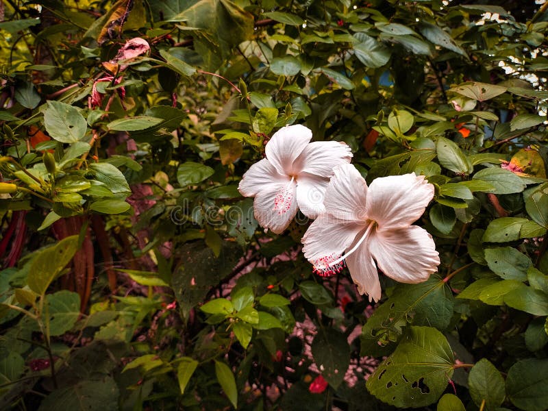 Jaba flower stock image. Image of shrub, flower, yellow - 267753325