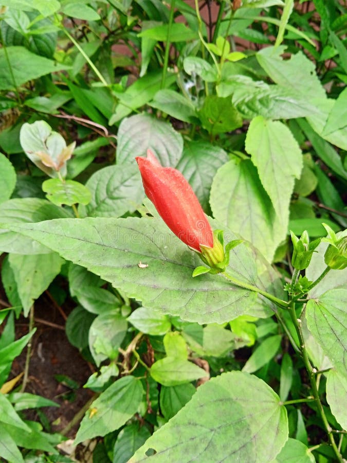 Jaba flower buds stock image. Image of green, blossom - 230153135