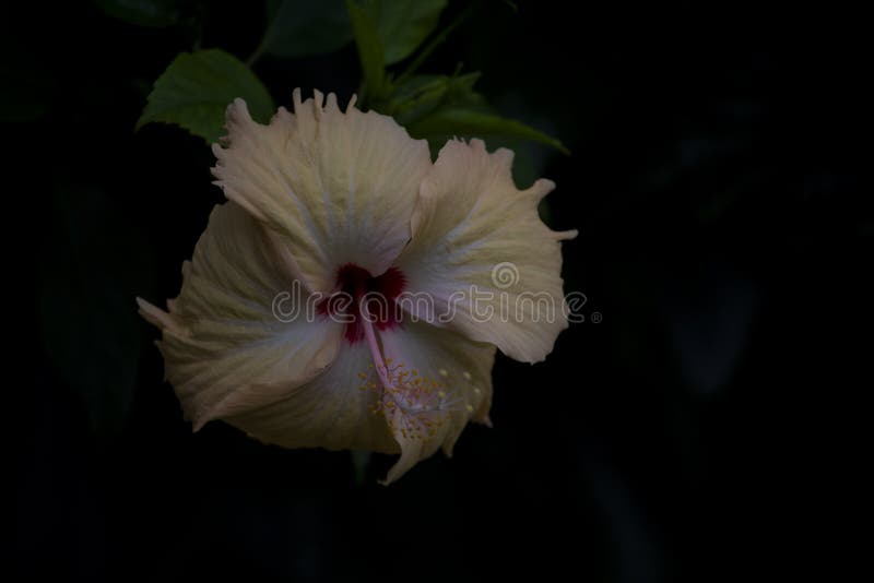 A Jaba Flower with Dark Background (Hibiscus Rosa-sinensis) Stock Photo ...