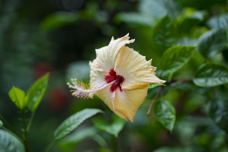 Jaba Flowers or China Flower are Very Colorful Stock Photo - Image of ...
