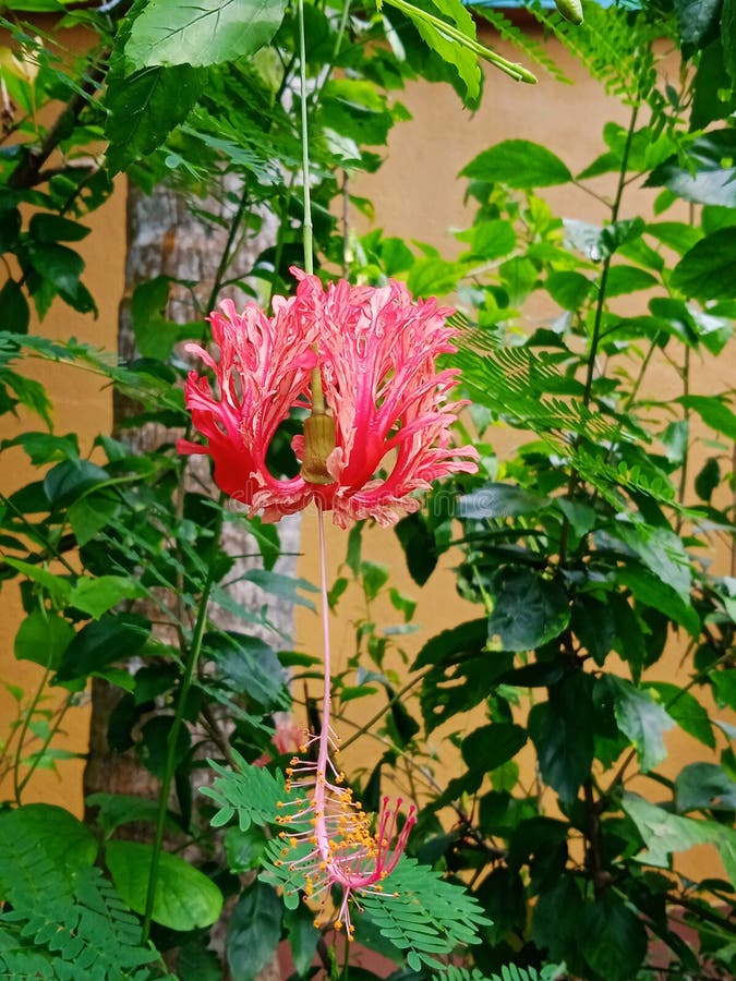 Jaba Flowers Stock Photos - Free & Royalty-Free Stock Photos from ...