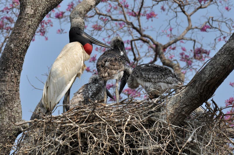 Jabiroe, Jabiru, Jabiru Mycteria Stock Image - Image of bird, nest ...