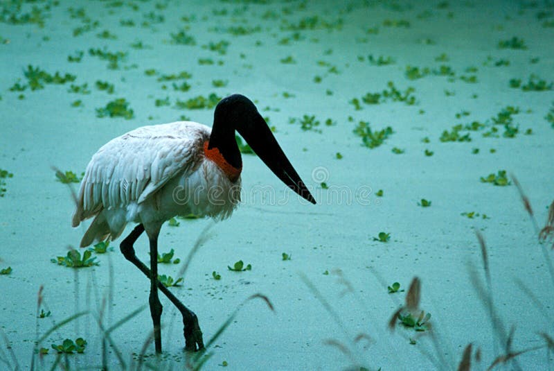 Jabiru stock image. Image of water, fauna, exotic, amazon - 10702699