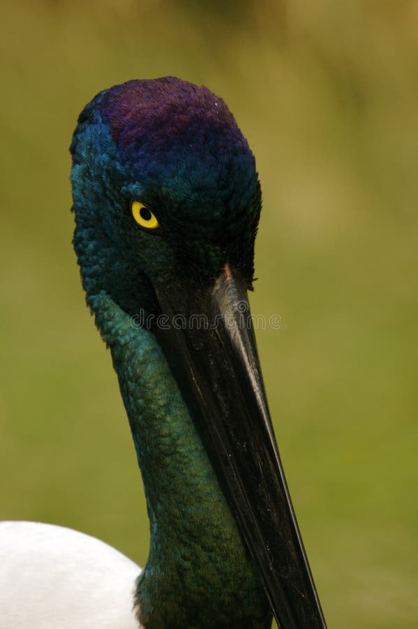 Jabiru stock photo. Image of bill, nature, intelligent - 12222648
