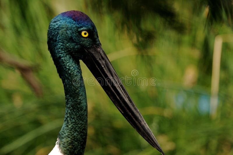Jabiru stock image. Image of purple, jabiru, yellow, long - 12304191