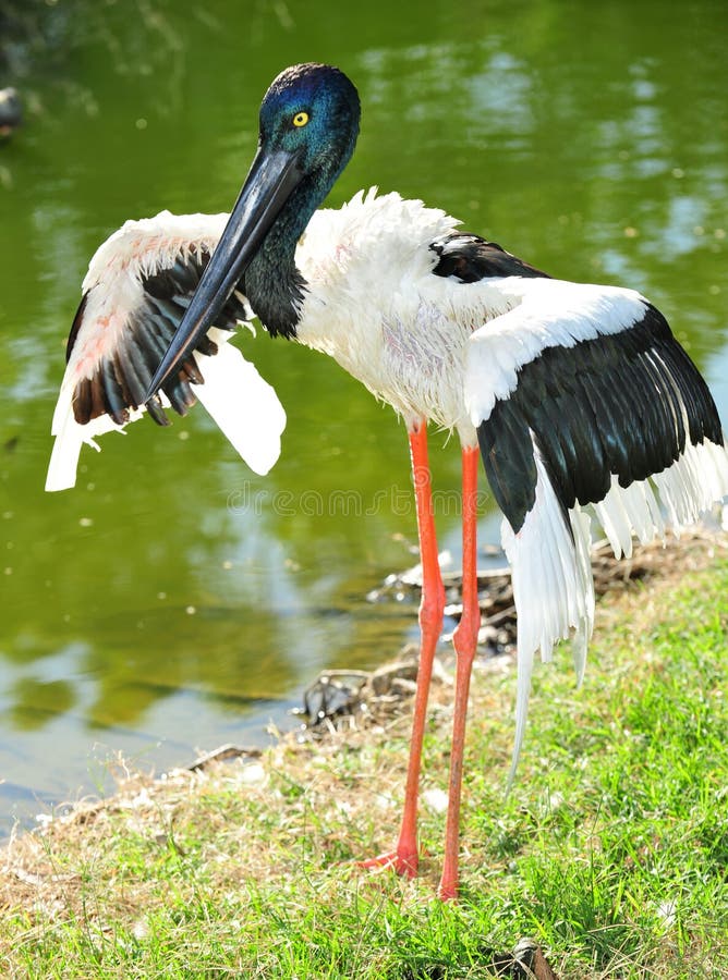 Jabiru or Black Headed Stork, Australia Stock Image - Image of jabiru ...