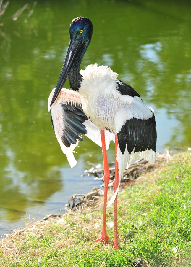 Jabiru or Black Headed Stork, Australia Stock Image - Image of jabiru ...
