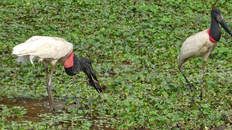 Jabiru in Bolivia, South America. Stock Photo - Image of land ...