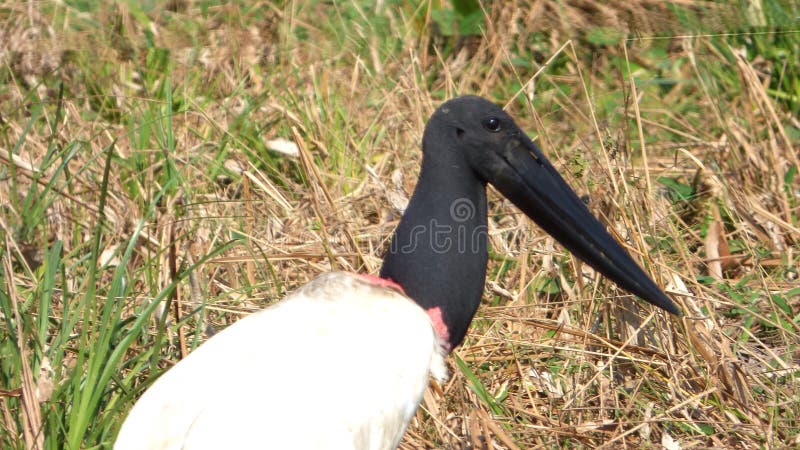 Jabiru in Bolivia, South America. Stock Photo - Image of cute, mycteria ...