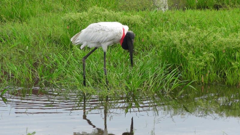 Jabiru in Bolivia, South America. Stock Photo - Image of holiday ...