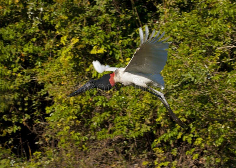 Jabiru flying stock photo. Image of long, wings, water - 15448286