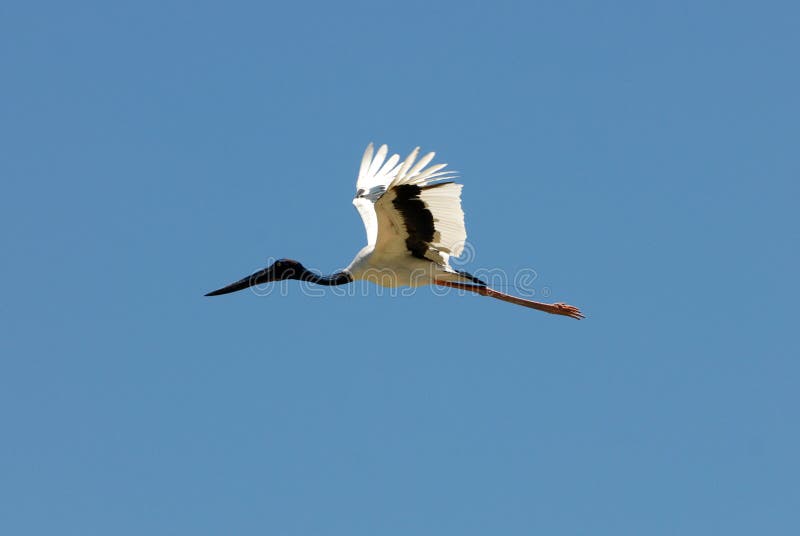 Jabiru flying stock photo. Image of long, wings, water - 15448286