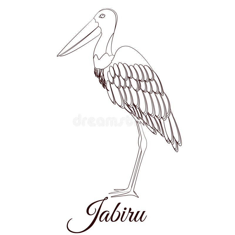 Jabiru Stork Cartoon Bird Coloring Stock Vector - Illustration of beak ...