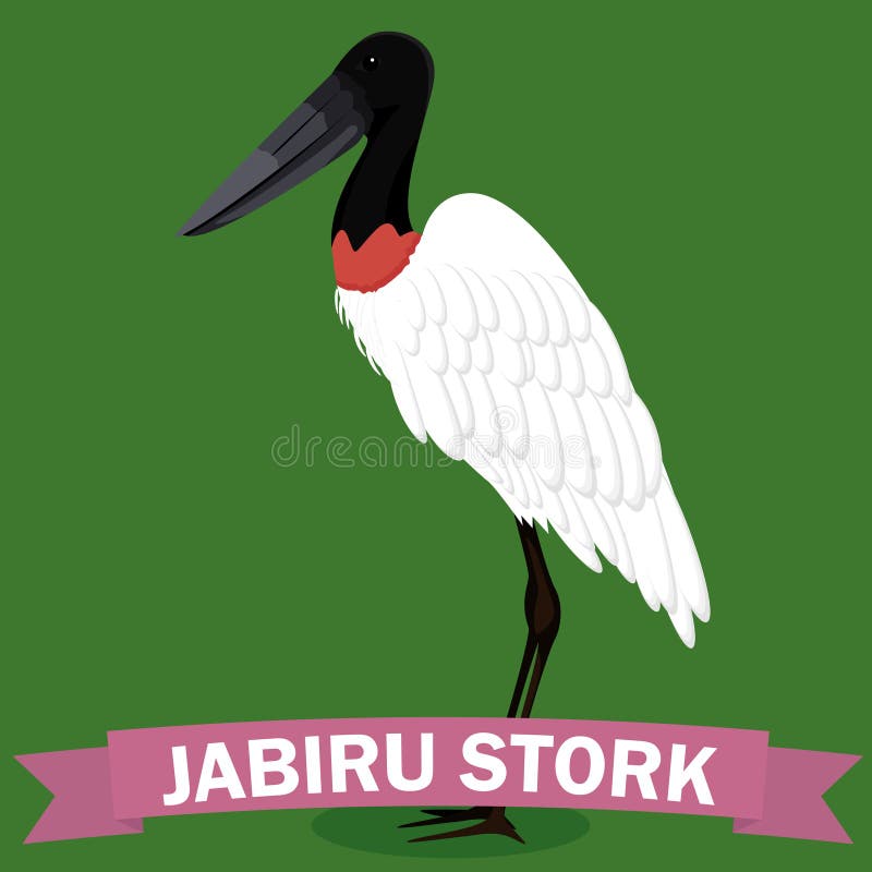 Jabiru Stork Genus Cartoon Bird Stock Vector - Illustration of jabiru ...