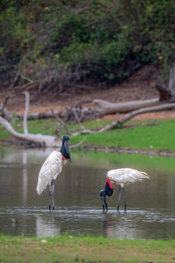 Jabiru storks feeding stock photo. Image of ground, blue - 359704740