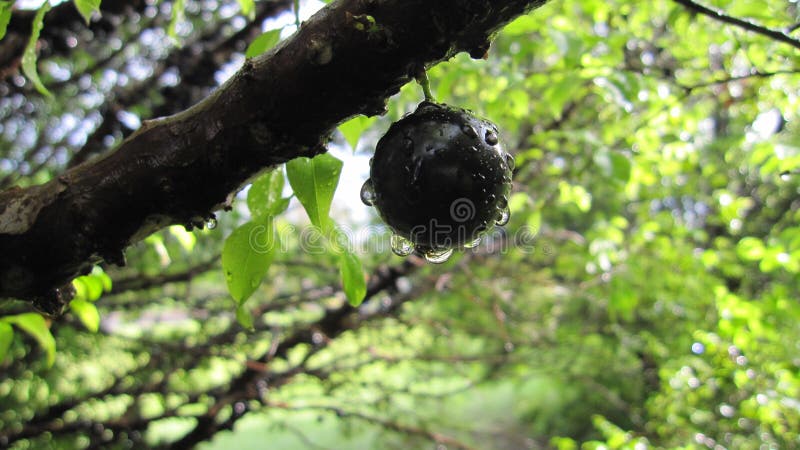 Brazilian Grape Tree, Jaboticaba, Jabotica, Jabuticabeira, Guaperu ...