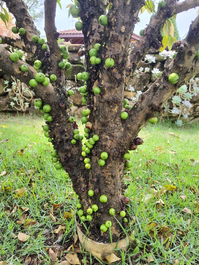 Jabuticaba Fruit. the Exotic Fruit of the Jabuticaba Growing on the ...