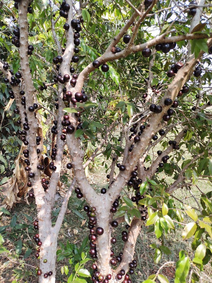 An Exotic Jabuticaba Tree with Ripe Fruits Stock Photo - Image of ripe ...