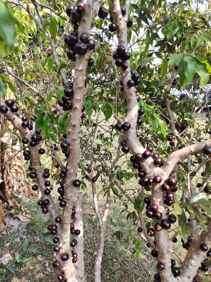 Jabuticaba Tree with Fruits Stock Photo - Image of tree, plant: 336899716