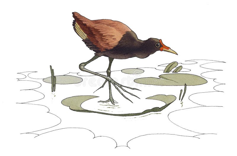 Bird Jacana African Vector Illustration Flat Style Stock Vector ...