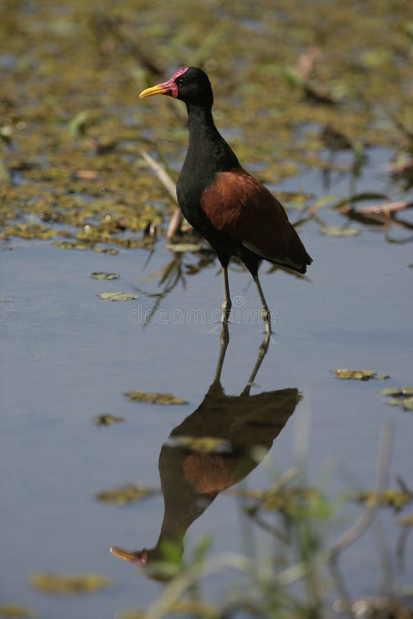 Jacana De Wattled, Jacana De Jacana, Foto de Stock - Imagem de animal ...
