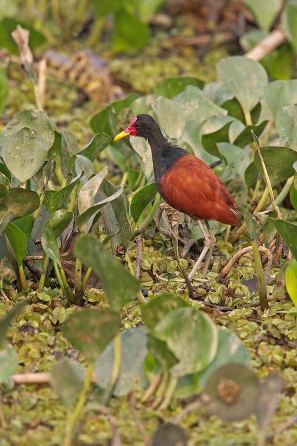 Jacana De Wattled, Jacana De Jacana Foto de Stock - Imagem de wildlife ...