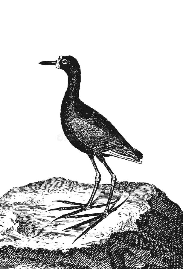 Bird Jacana African Vector Illustration Flat Style Stock Vector ...