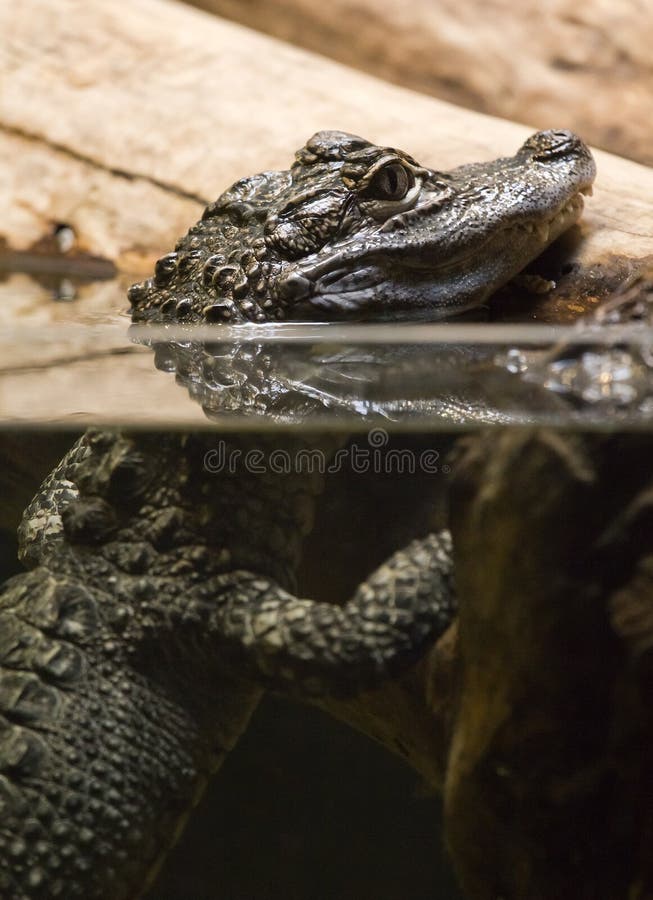Jacaré imagem de stock. Imagem de wildlife, nave, animal - 16874831