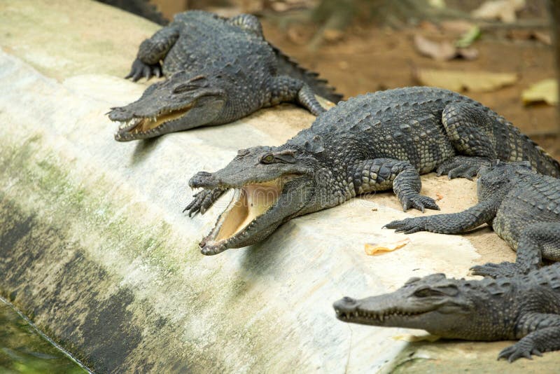 Jacaré foto de stock. Imagem de ninguém, nave, animal - 33729986