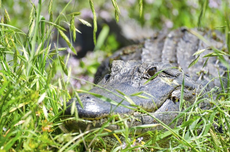 Jacaré foto de stock. Imagem de selvagem, dentes, florida - 40046346