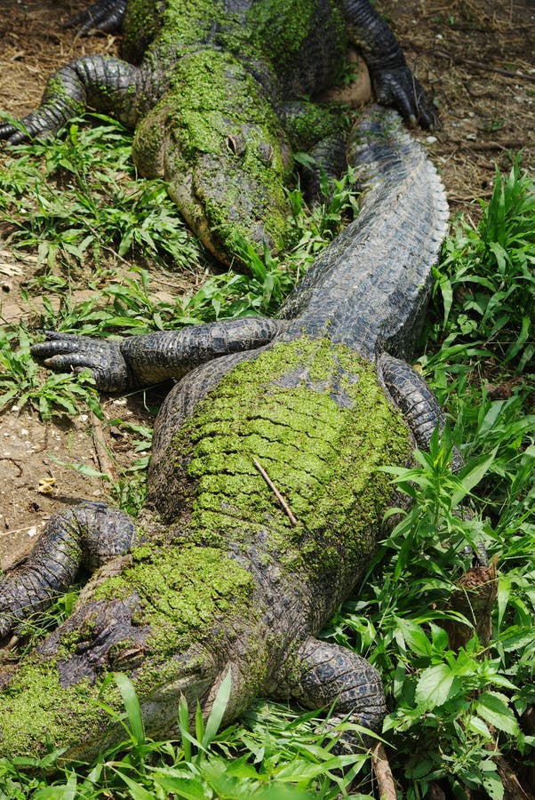 Jacaré foto de stock. Imagem de focinho, pântano, verde - 5537950