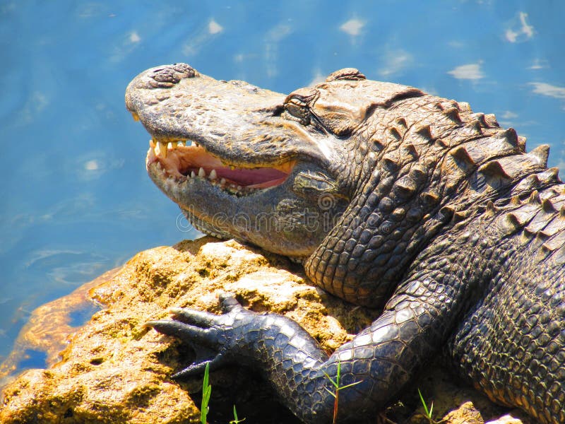 Jacaré foto de stock. Imagem de nave, animal, jacaré - 96791472