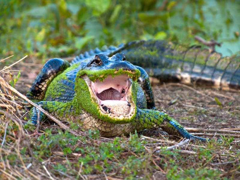 Jacaré Americano, (mississippiensis Do Jacaré), Imagem de Stock ...