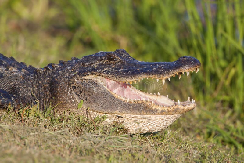 Jacaré Americano Com Uma Tartaruga De água Doce Imagem de Stock ...