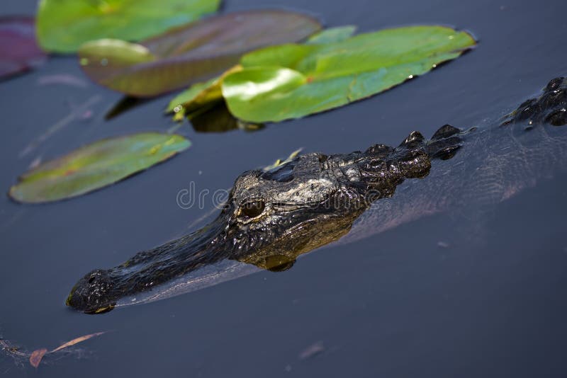Jacaré Americano, Mississippiensis Do Jacaré, Jacaré Ou Jacaré Comum O ...