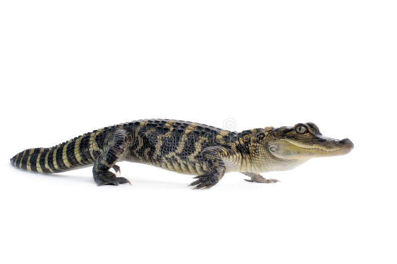 Jacaré Americano - Jacaré Mississippiensis Imagem de Stock - Imagem de ...