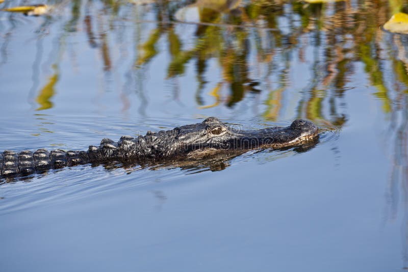 Jacaré Americano (mississippiensis Do Jacaré) Foto de Stock - Imagem de ...