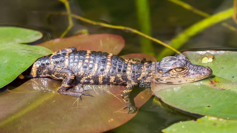 Jacaré Do Bebê Que Expõe Ao Sol Em Um Início De Uma Sessão O Pântano De ...