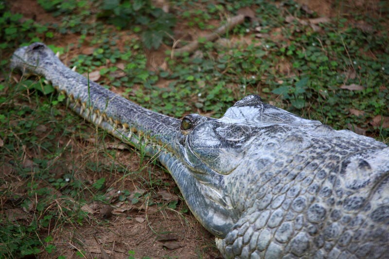 Crocodilo indiano imagem de stock. Imagem de nave, animal - 15294341